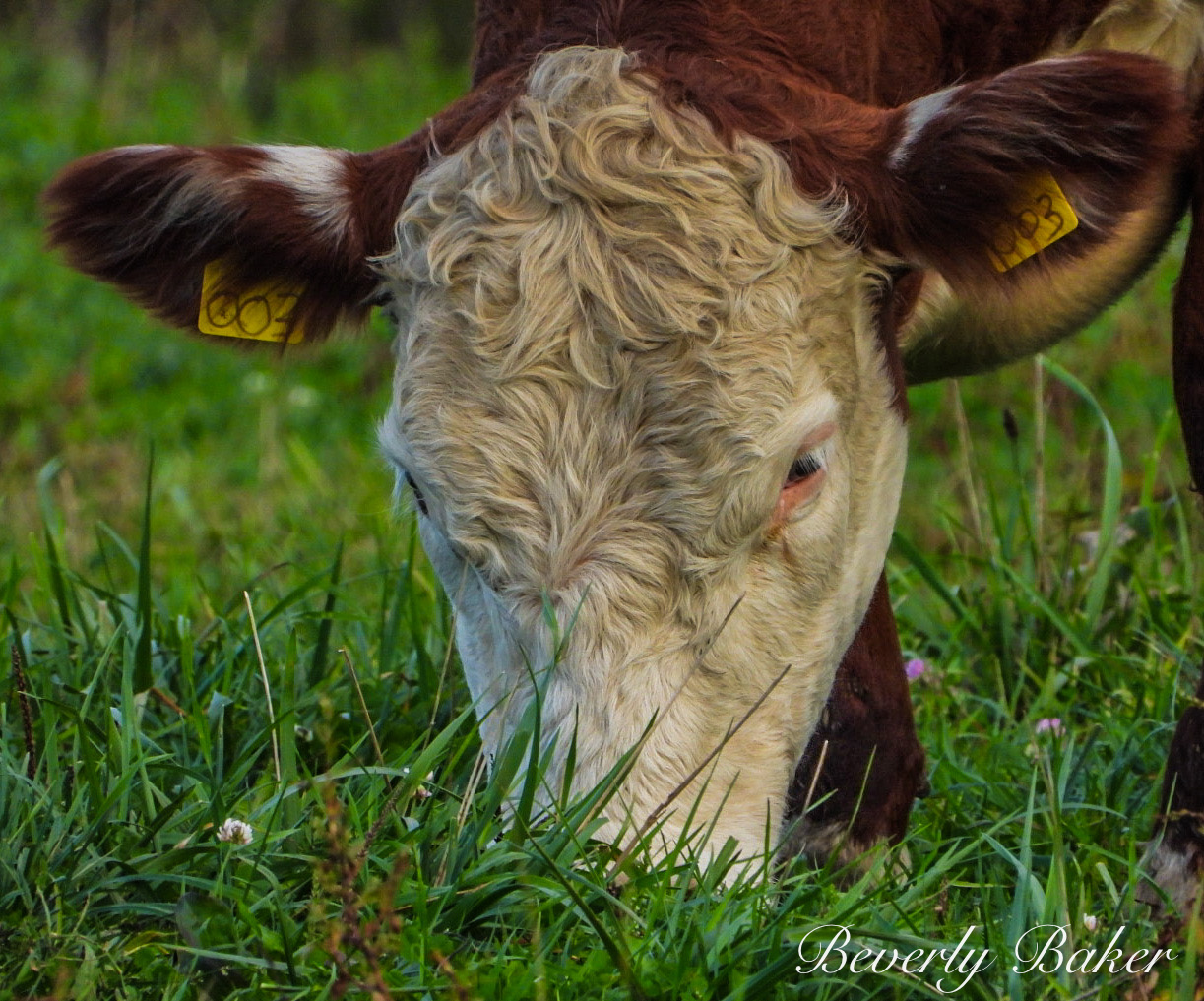 Feeding Time Shutterbug
